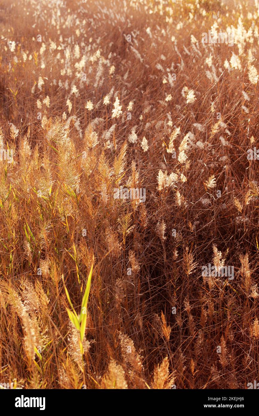 Yellow grass in nature. Nature abstract texture background Stock Photo ...