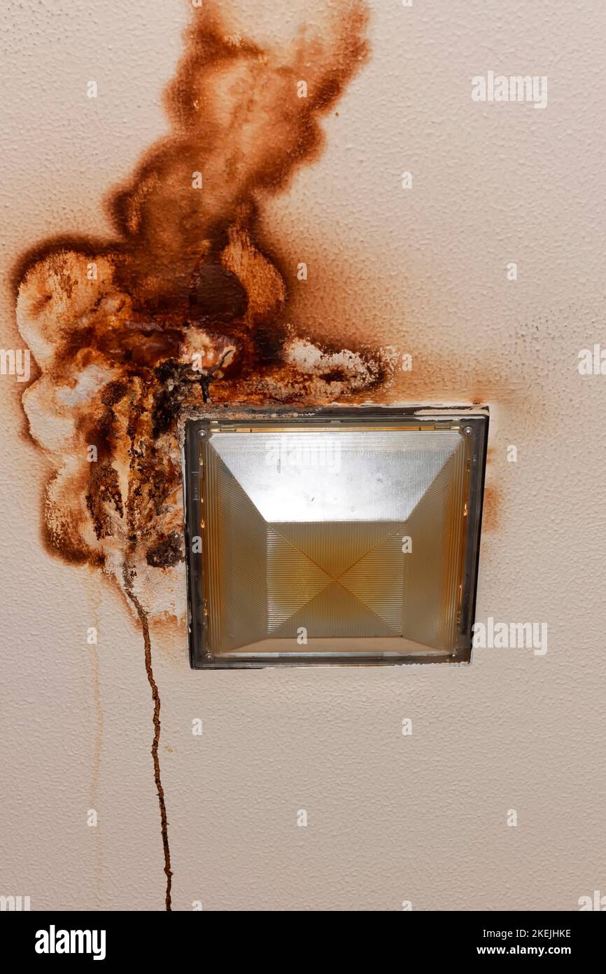 Brown mold on the ceiling Stock Photo - Alamy