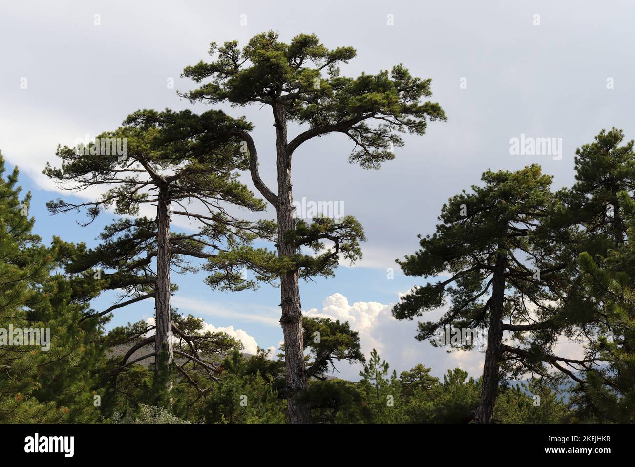 big pine trees in the forest Stock Photo - Alamy