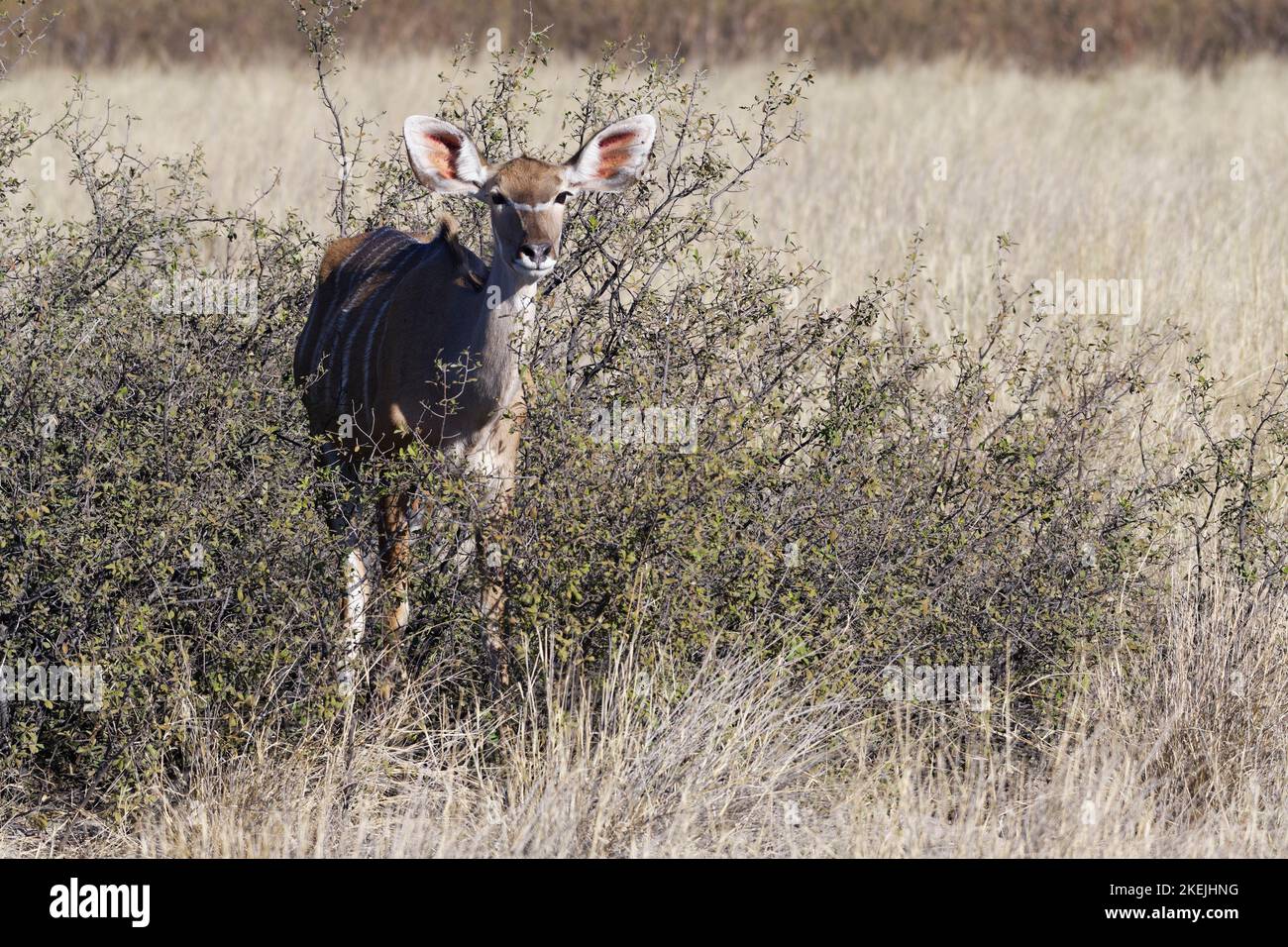 Greater kudu (Tragelaphus strepsiceros), adult female standing among ...