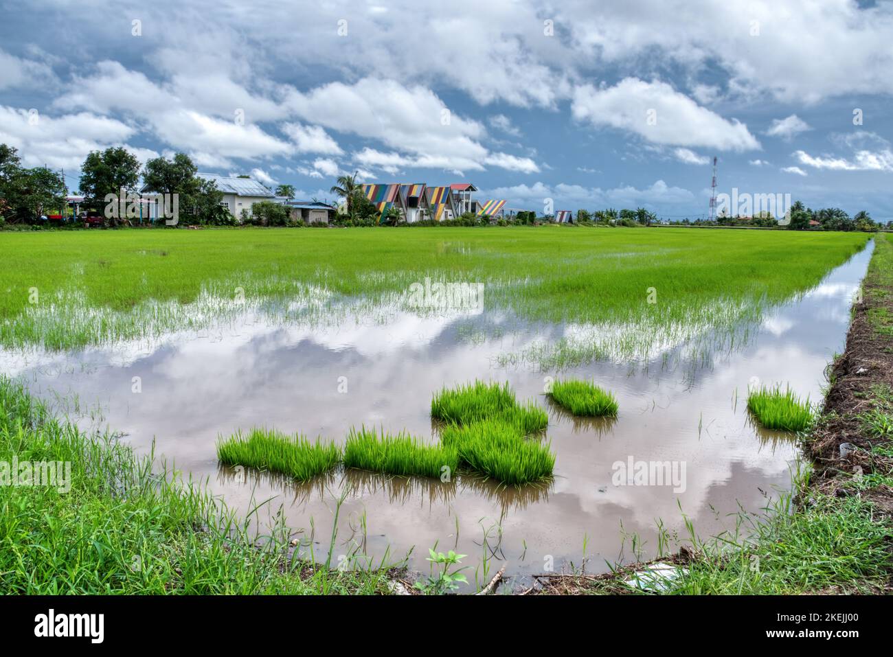 the wet paddy field farm scene after the rain Stock Photo - Alamy