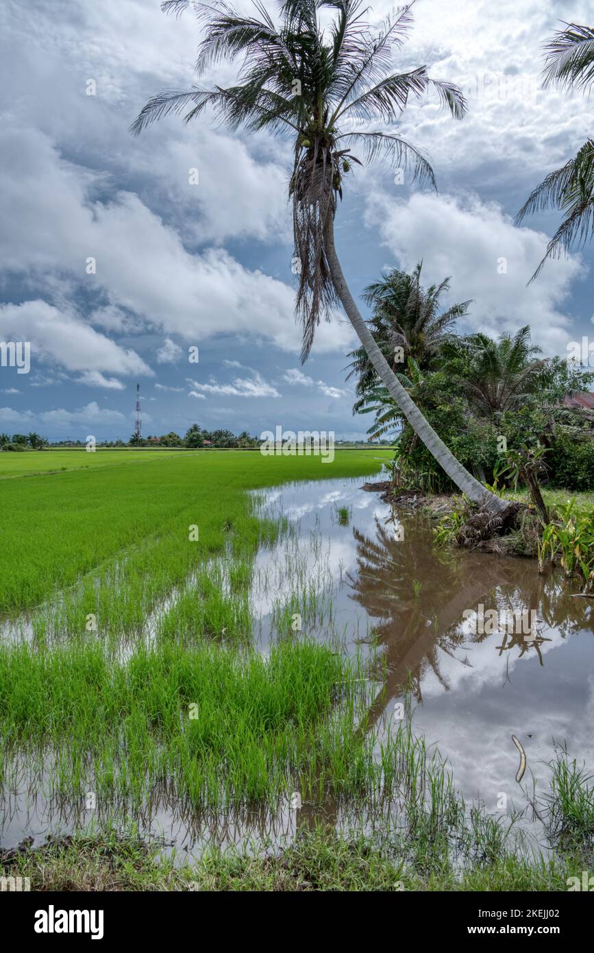 the wet paddy field farm scene after the rain Stock Photo - Alamy