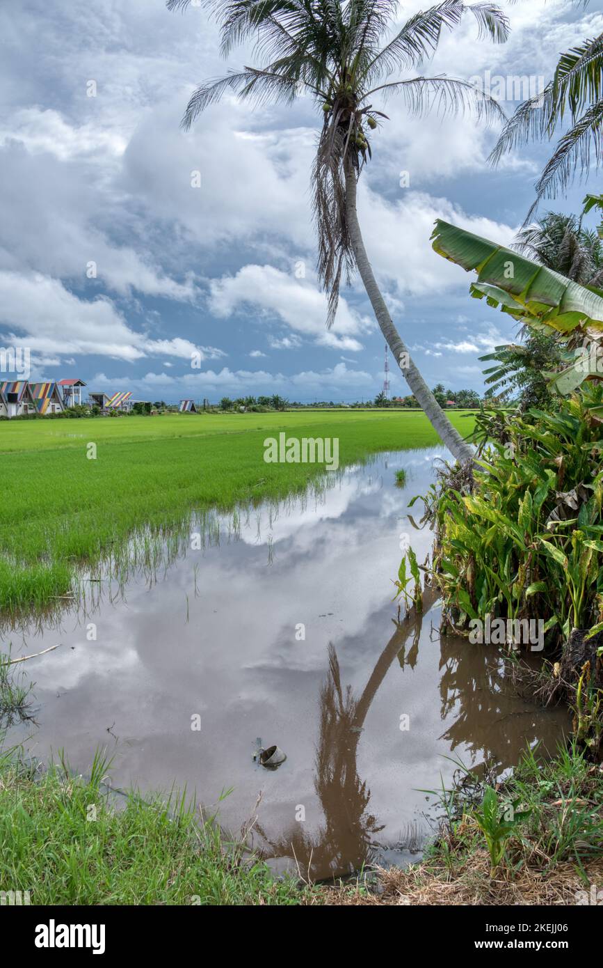 the wet paddy field farm scene after the rain Stock Photo - Alamy