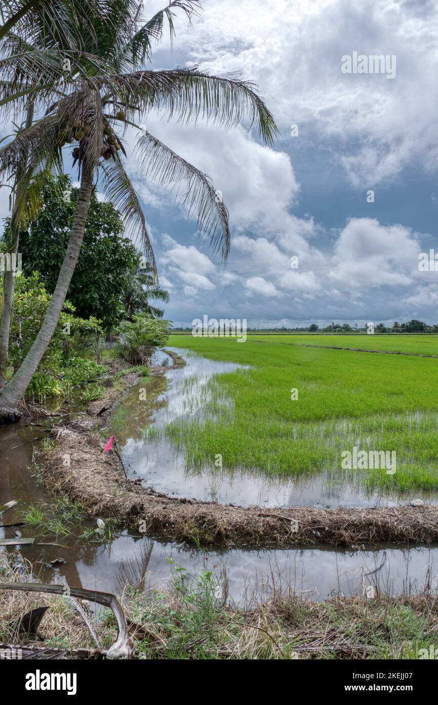 the wet paddy field farm scene after the rain Stock Photo - Alamy