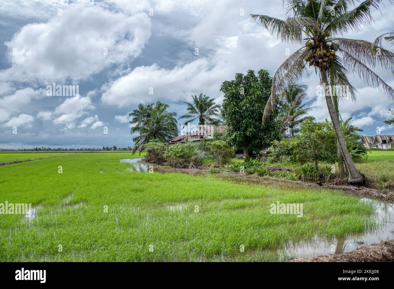 the wet paddy field farm scene after the rain Stock Photo - Alamy