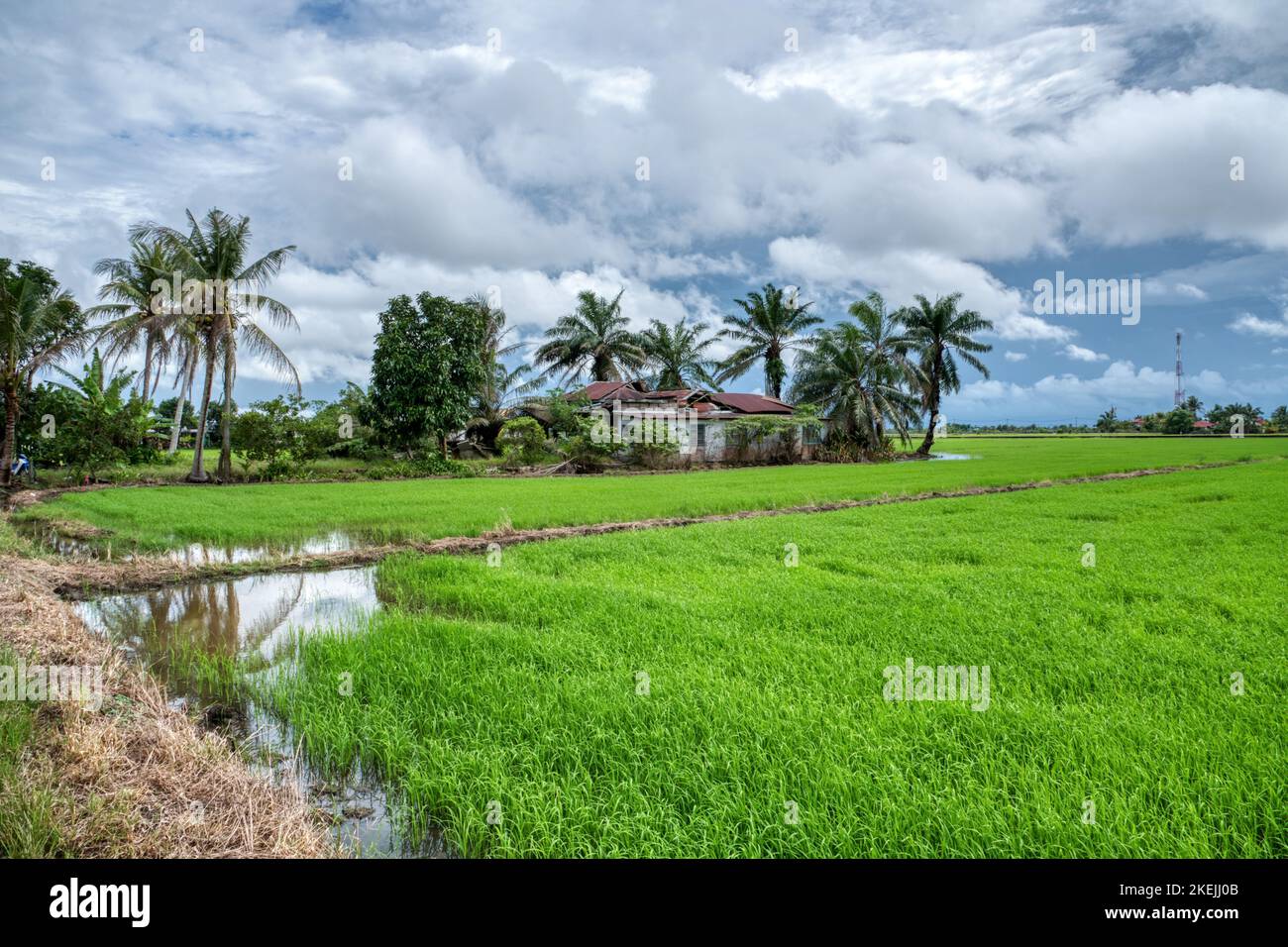 the wet paddy field farm scene after the rain Stock Photo - Alamy