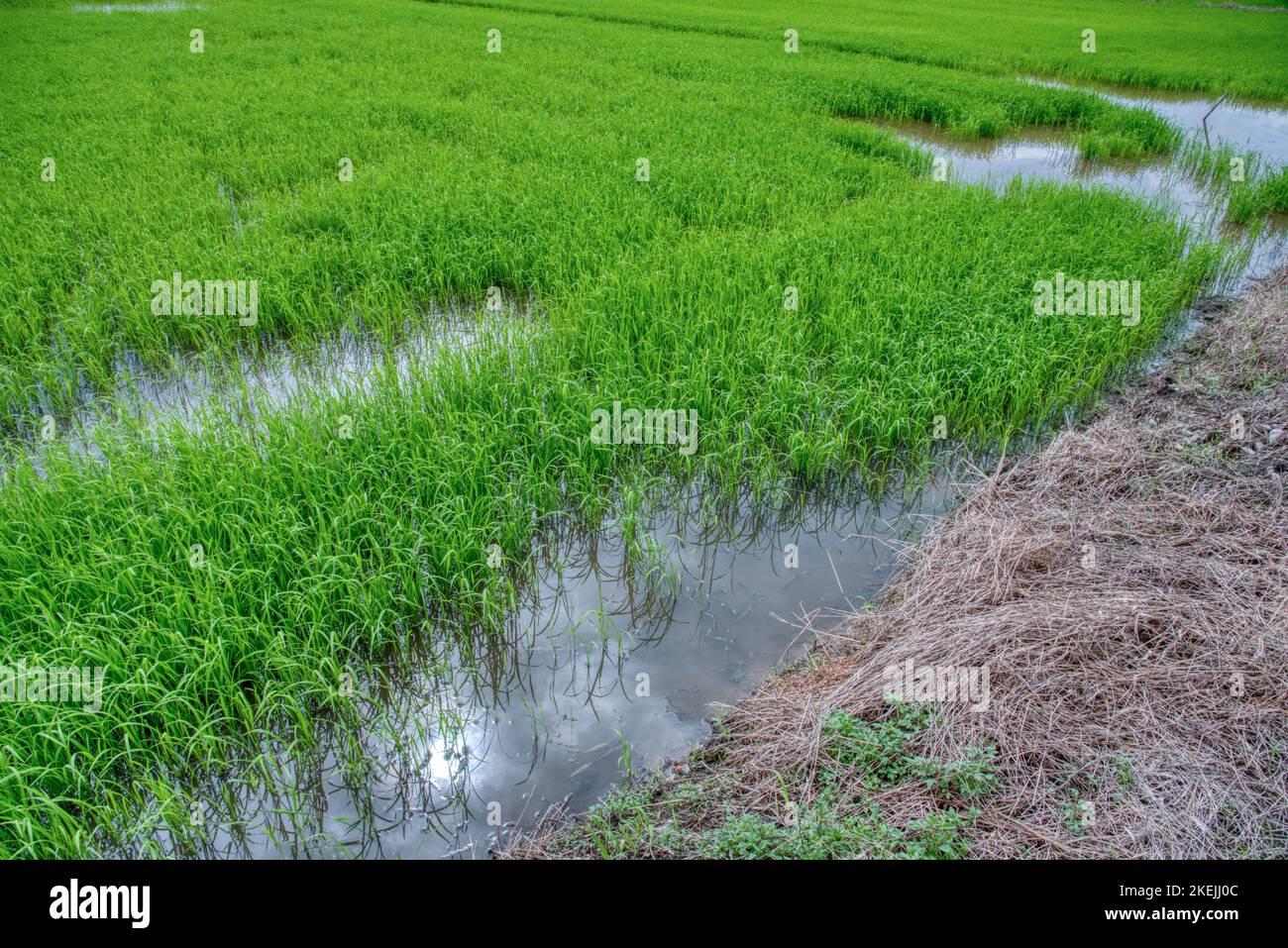 the wet paddy field farm scene after the rain Stock Photo - Alamy