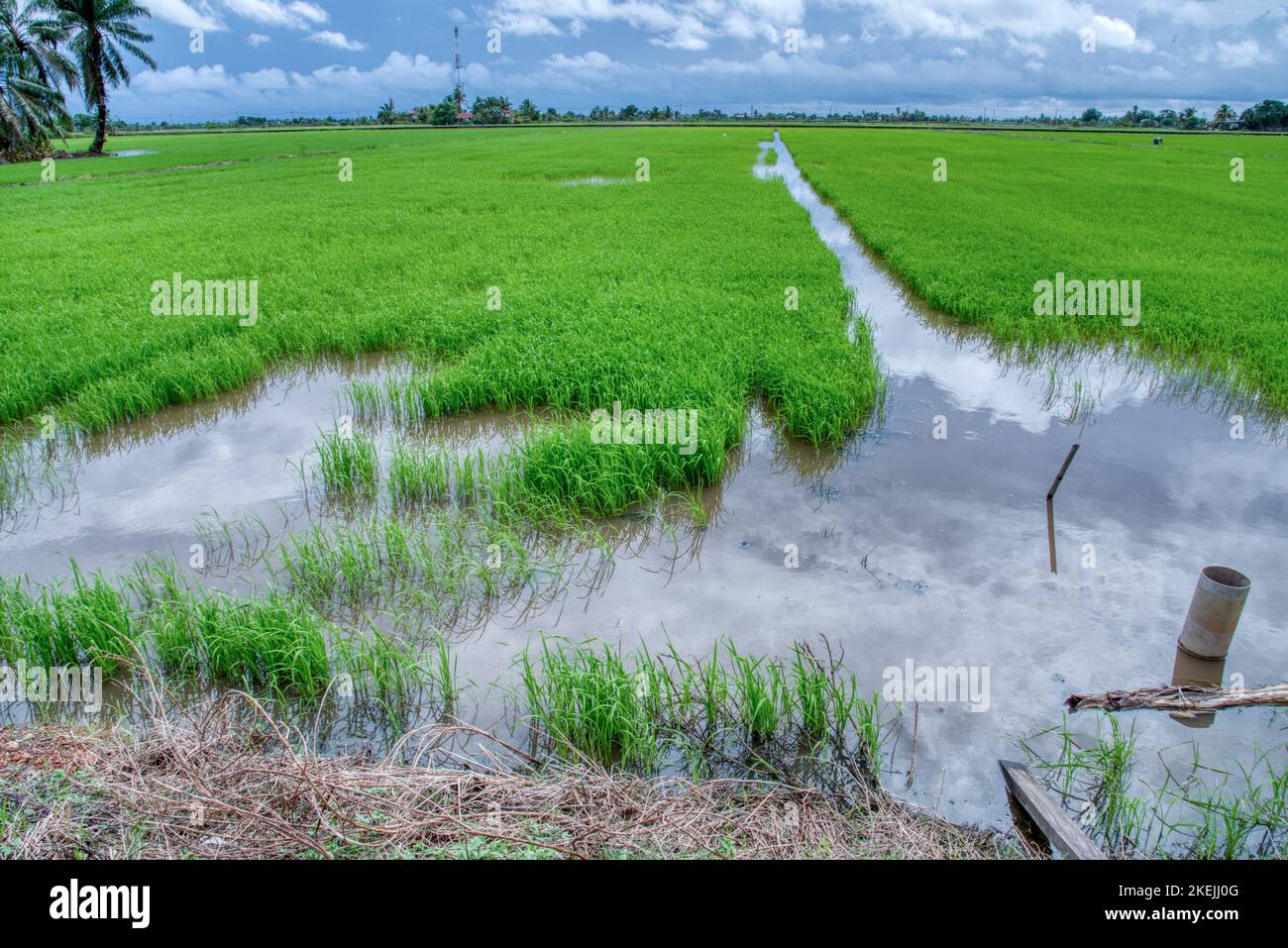 the wet paddy field farm scene after the rain Stock Photo - Alamy