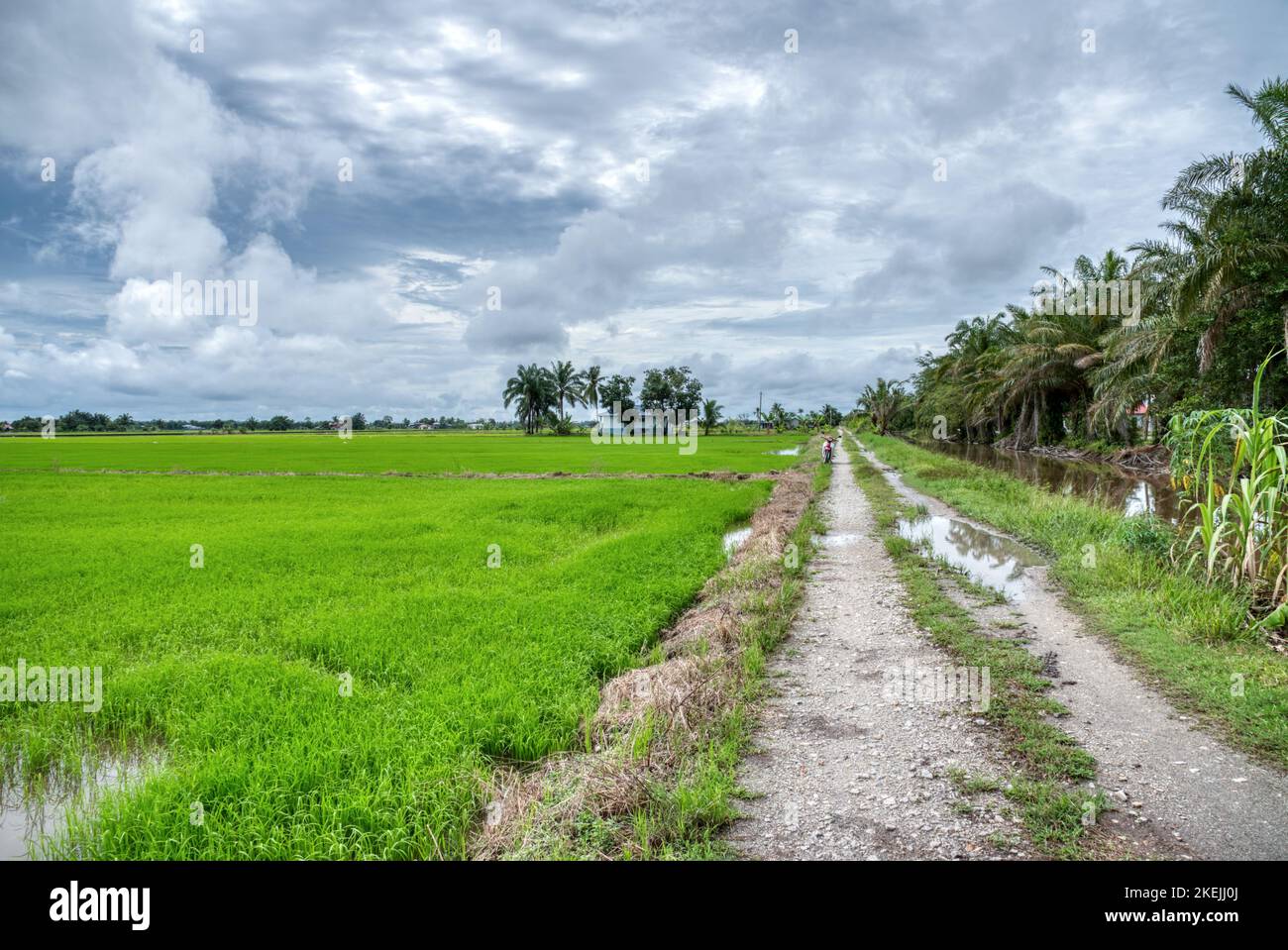 the wet paddy field farm scene after the rain Stock Photo - Alamy