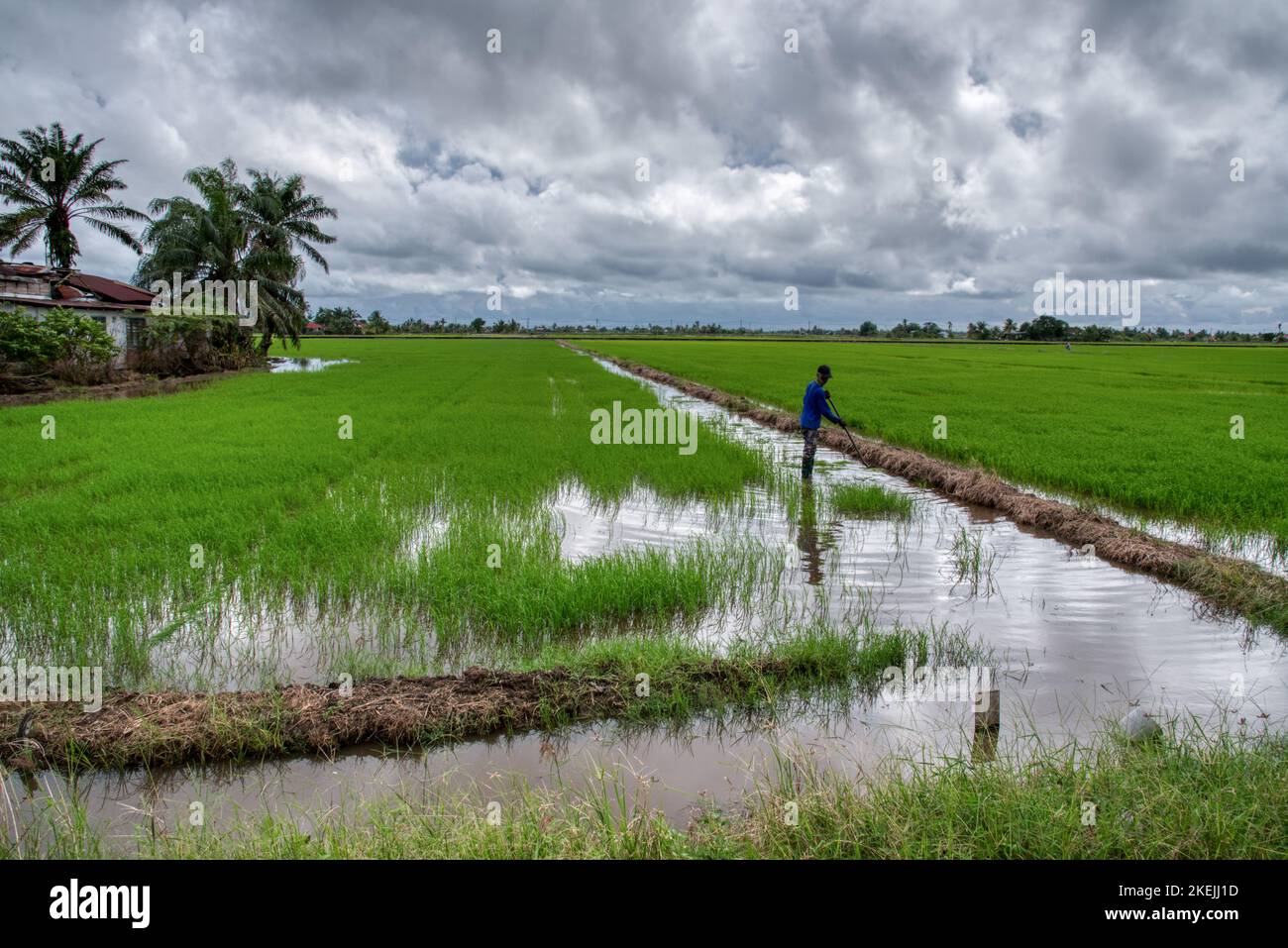 the wet paddy field farm scene after the rain Stock Photo - Alamy