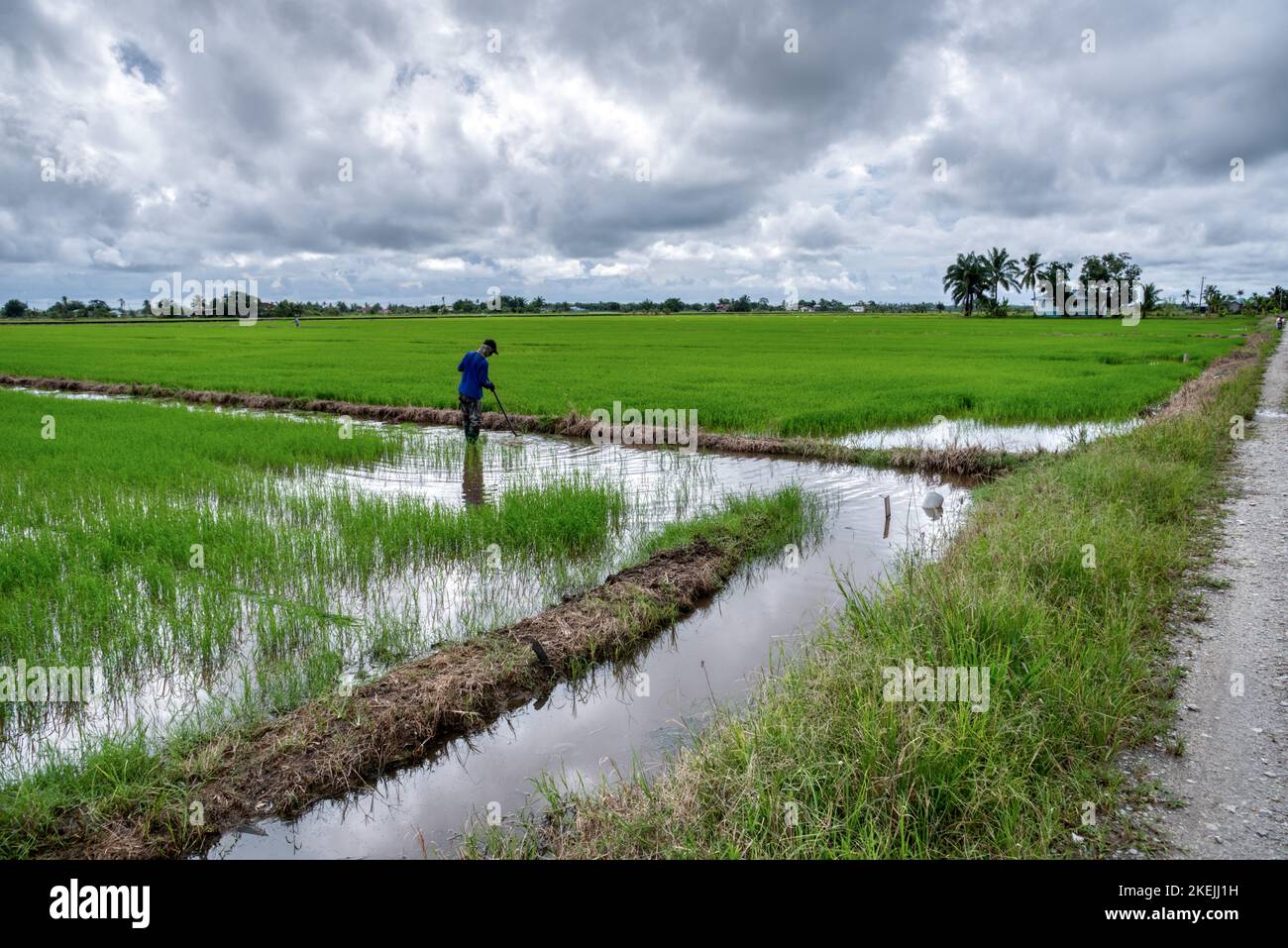 the wet paddy field farm scene after the rain Stock Photo - Alamy