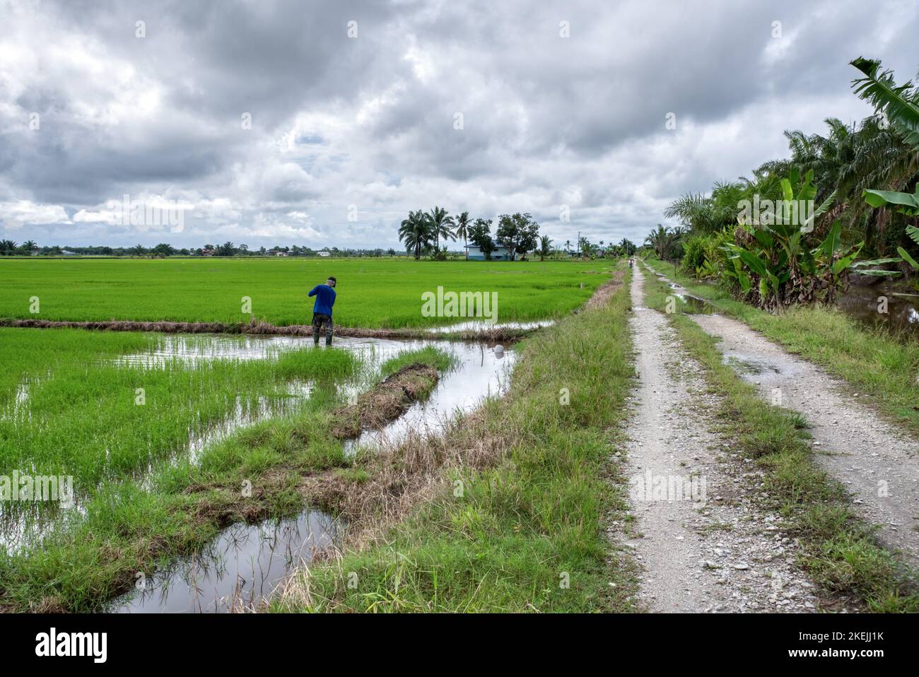 the wet paddy field farm scene after the rain Stock Photo - Alamy