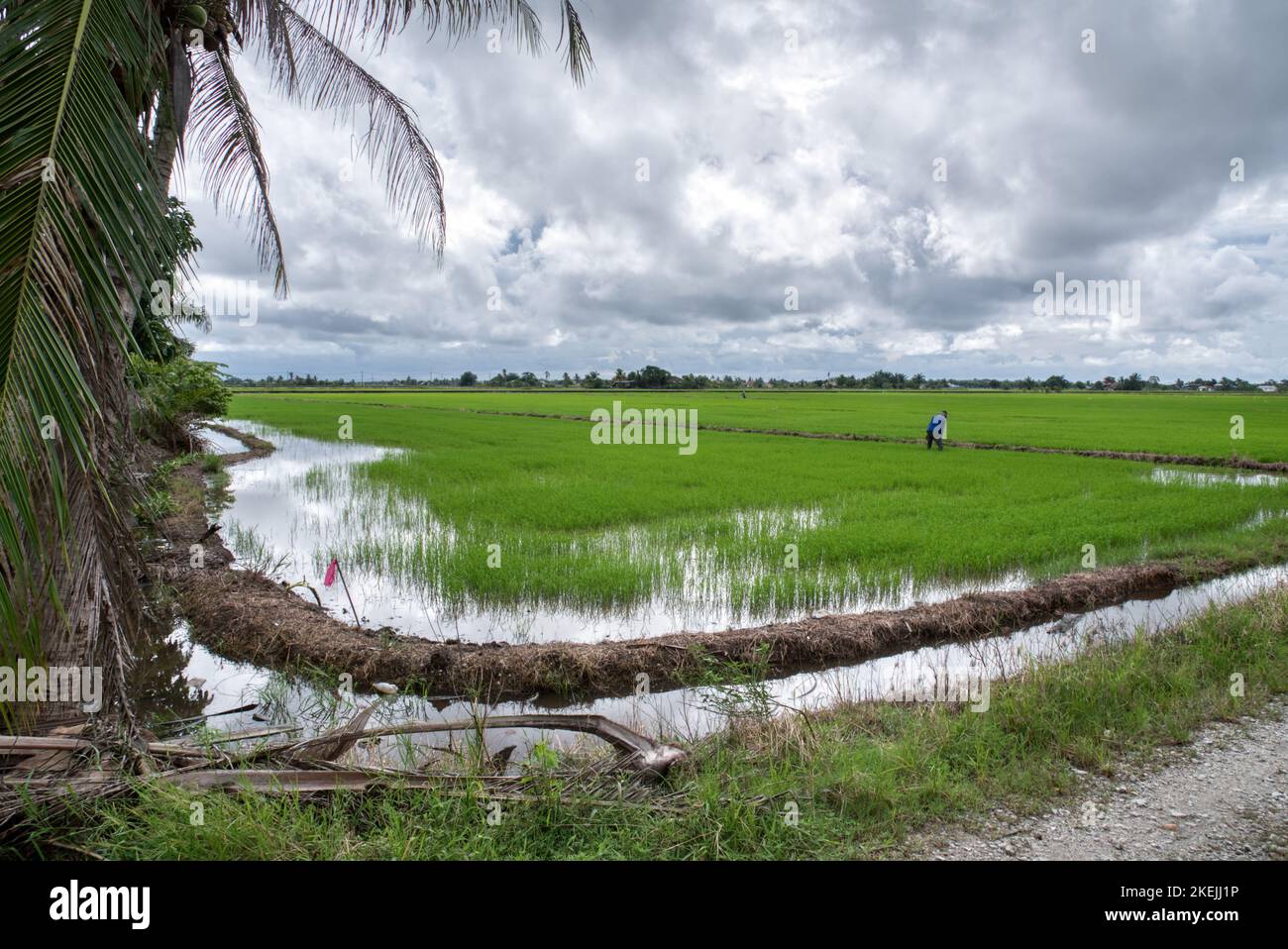 the wet paddy field farm scene after the rain Stock Photo - Alamy