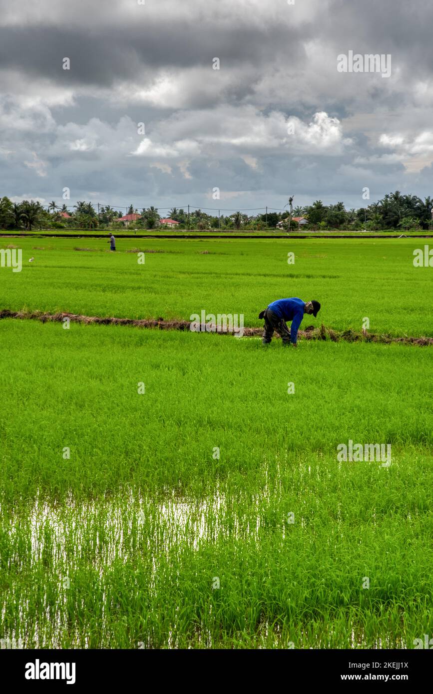 the wet paddy field farm scene after the rain Stock Photo - Alamy