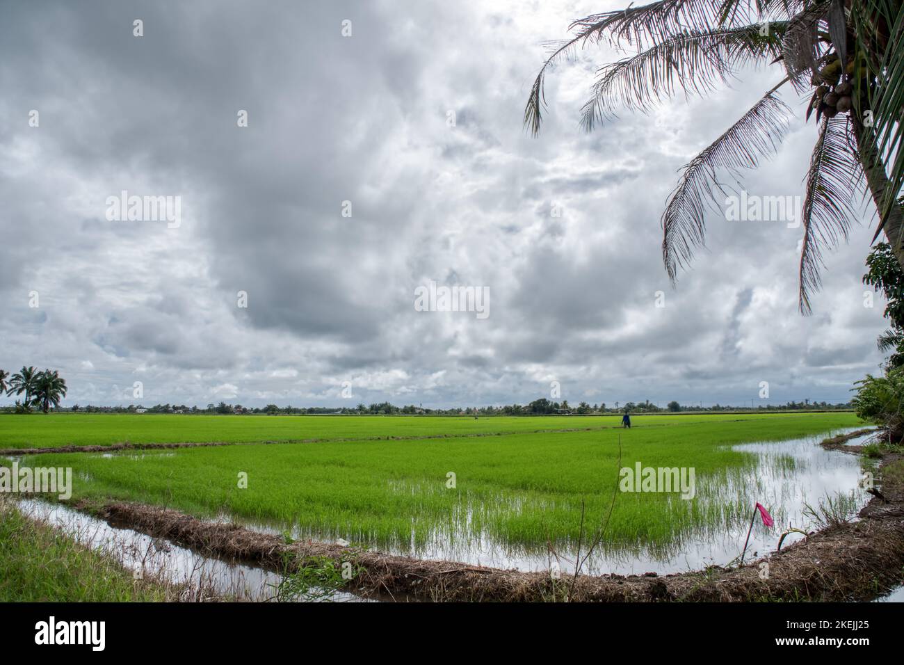 the wet paddy field farm scene after the rain Stock Photo - Alamy