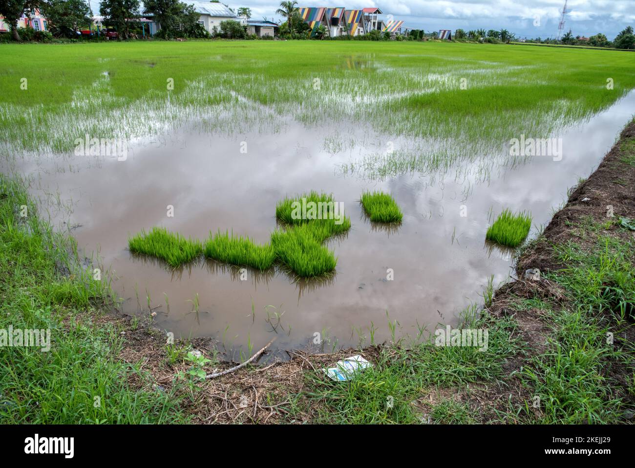 the wet paddy field farm scene after the rain Stock Photo - Alamy