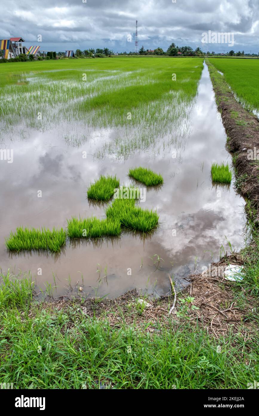 the wet paddy field farm scene after the rain Stock Photo - Alamy