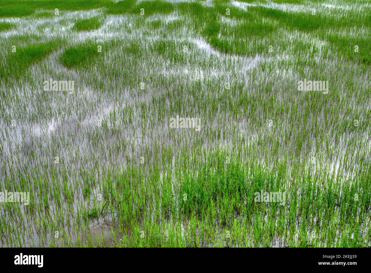the wet paddy field farm scene after the rain Stock Photo - Alamy