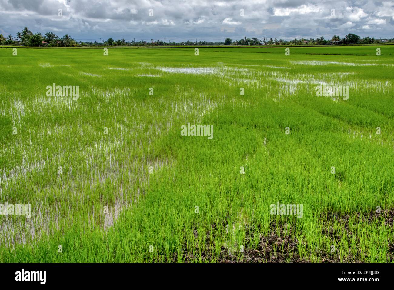 the wet paddy field farm scene after the rain Stock Photo - Alamy