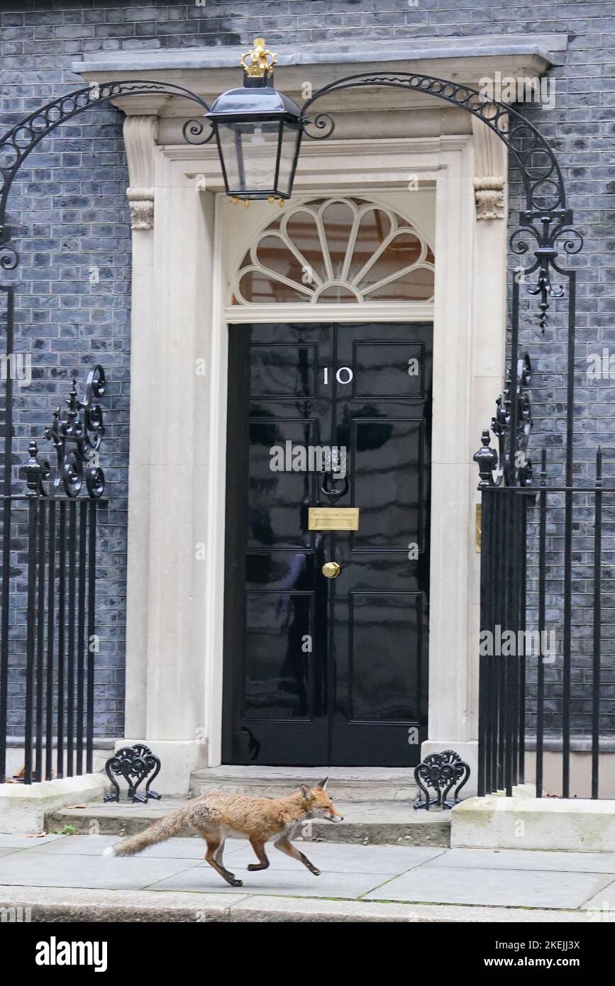 An urban fox passes the door to 10 Downing Street, London, ahead of the ...