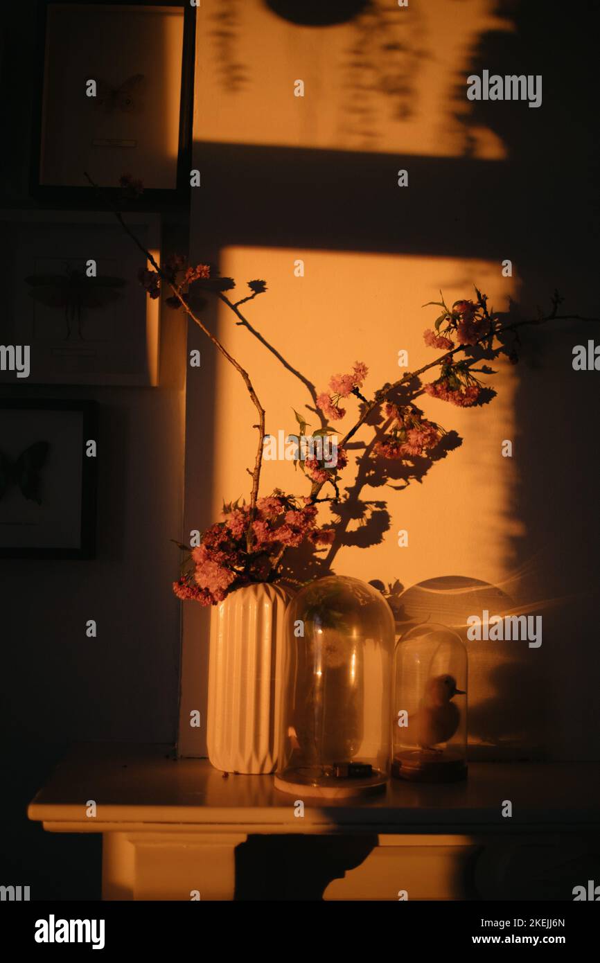A vertical of pink flower aliandra in the white vase with window shadow ...
