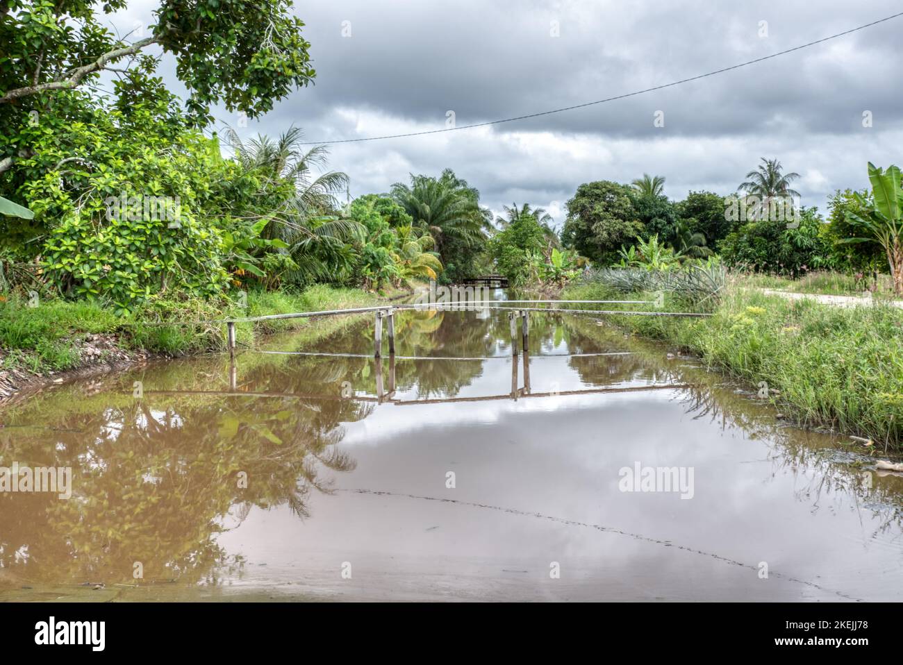 the wet paddy field farm scene after the rain Stock Photo - Alamy