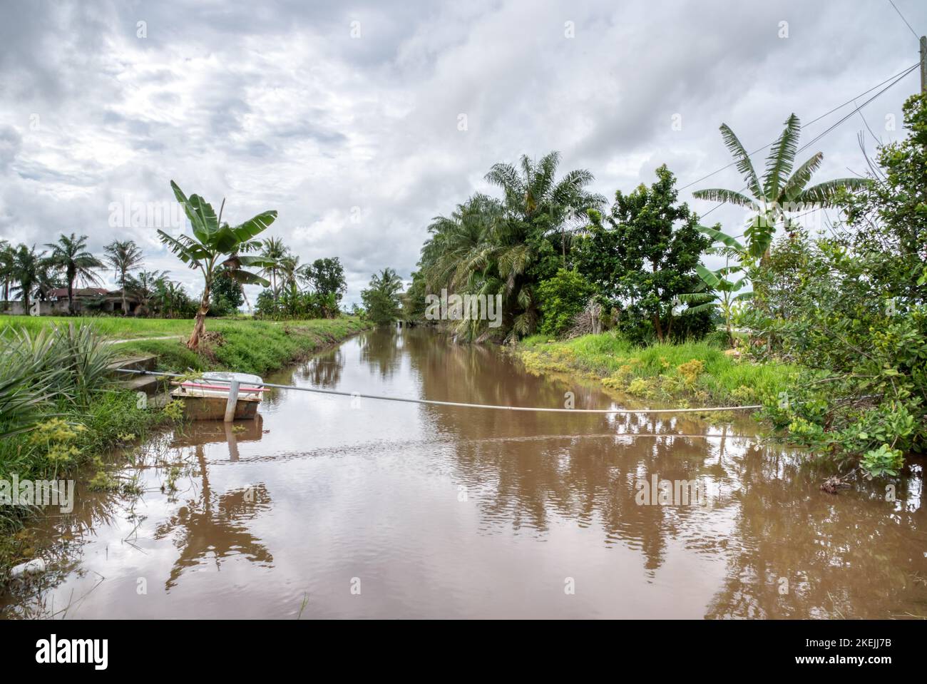 the wet paddy field farm scene after the rain Stock Photo - Alamy