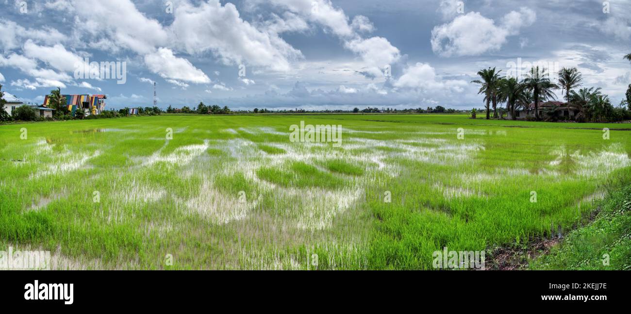 the wet paddy field farm scene after the rain Stock Photo - Alamy