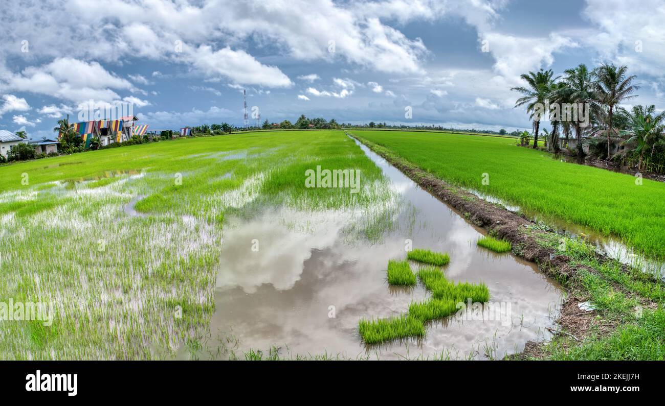 the wet paddy field farm scene after the rain Stock Photo - Alamy