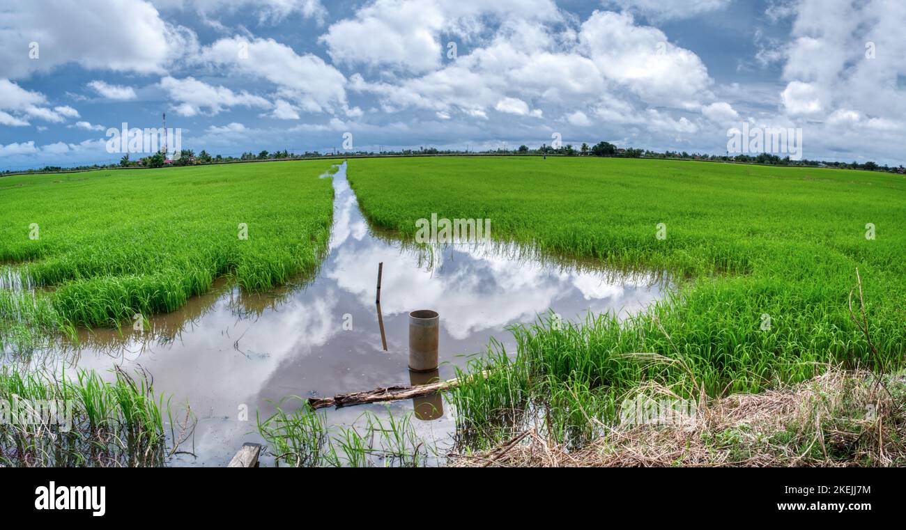 the wet paddy field farm scene after the rain Stock Photo - Alamy