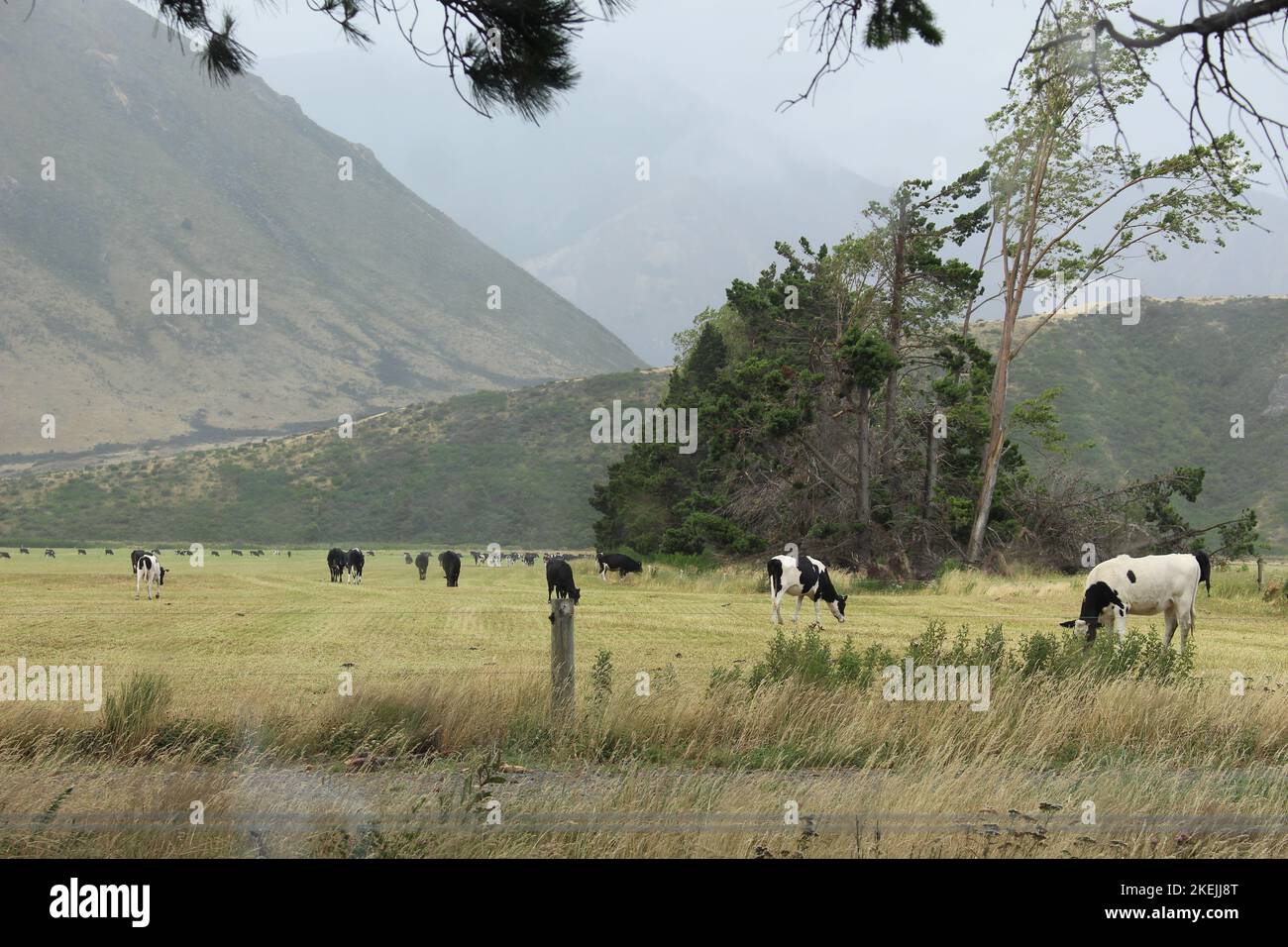 Cow in New Zealand Stock Photo - Alamy