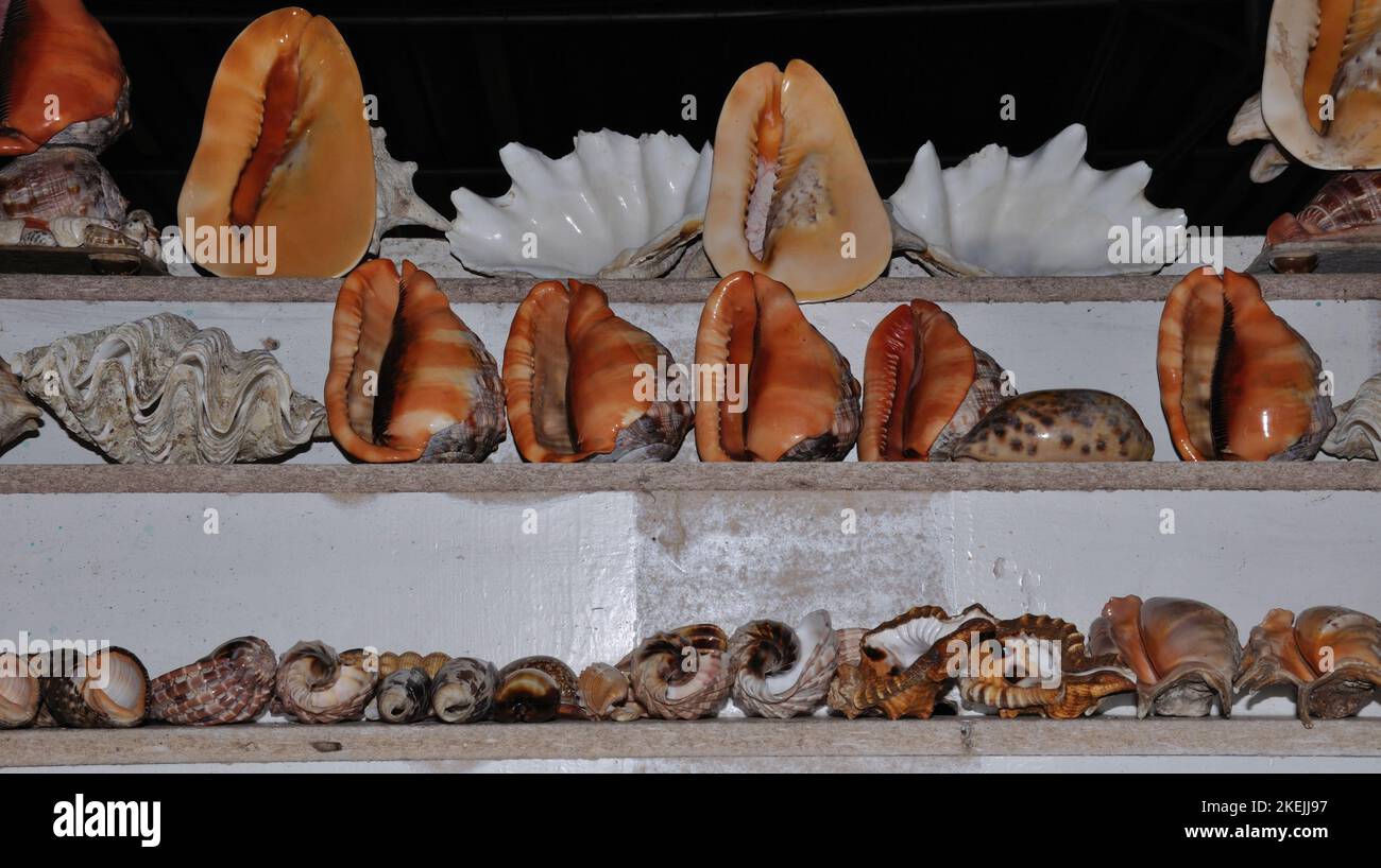 Covered shells hi-res stock photography and images - Alamy