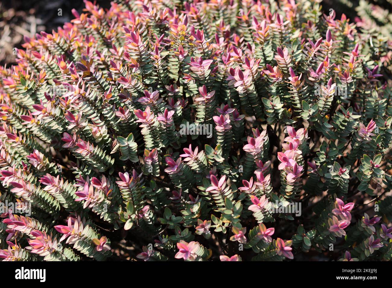 Pink hebe shrub with small succulent leaves in garden setting Stock ...