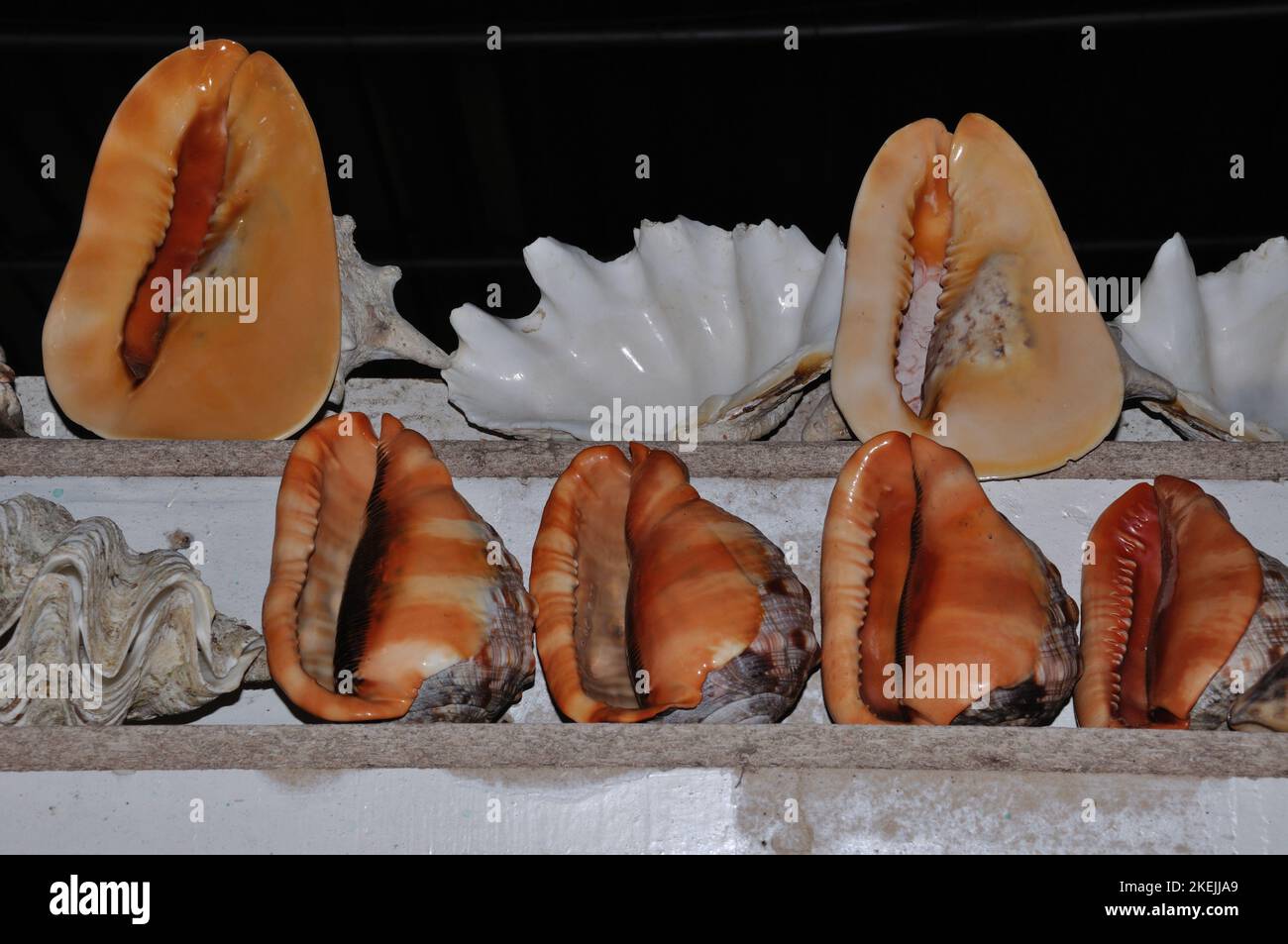 Covered shells hi-res stock photography and images - Alamy