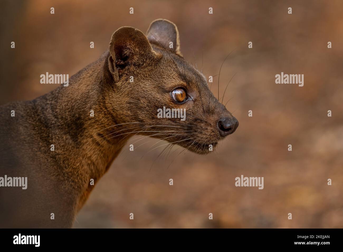 Fossa - Cryptoprocta ferox, Kirindi forest, Madagascar. The biggest ...