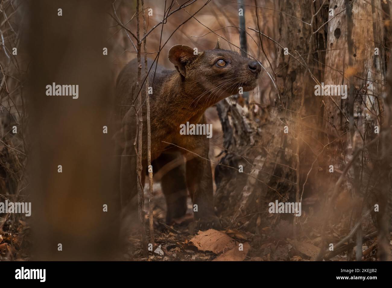 Fossa - Cryptoprocta ferox, Kirindi forest, Madagascar. The biggest ...