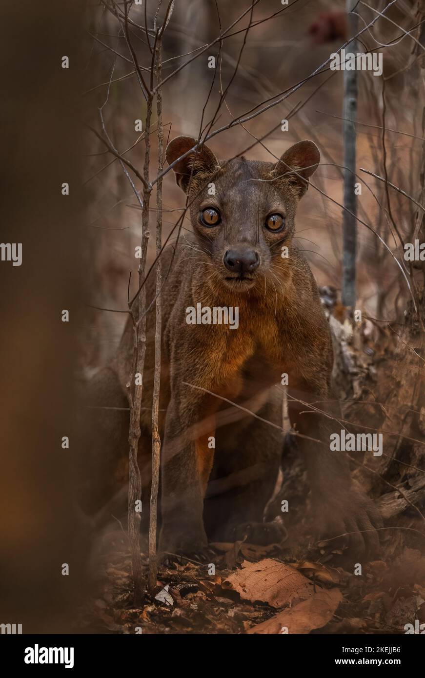 Fossa - Cryptoprocta ferox, Kirindi forest, Madagascar. The biggest ...