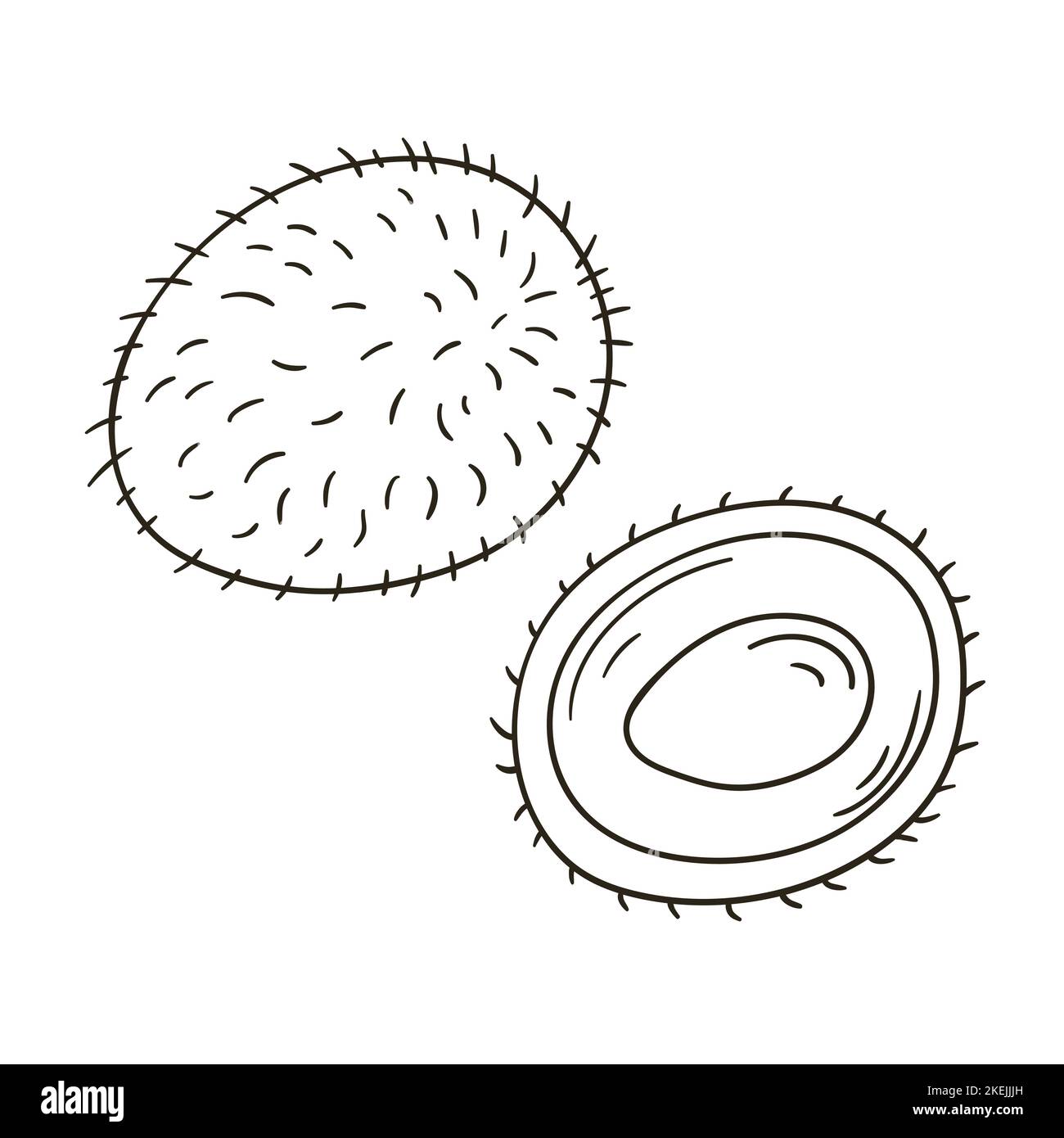 Rambutan. Set of vector illustrations in hand drawn style. Coloring ...