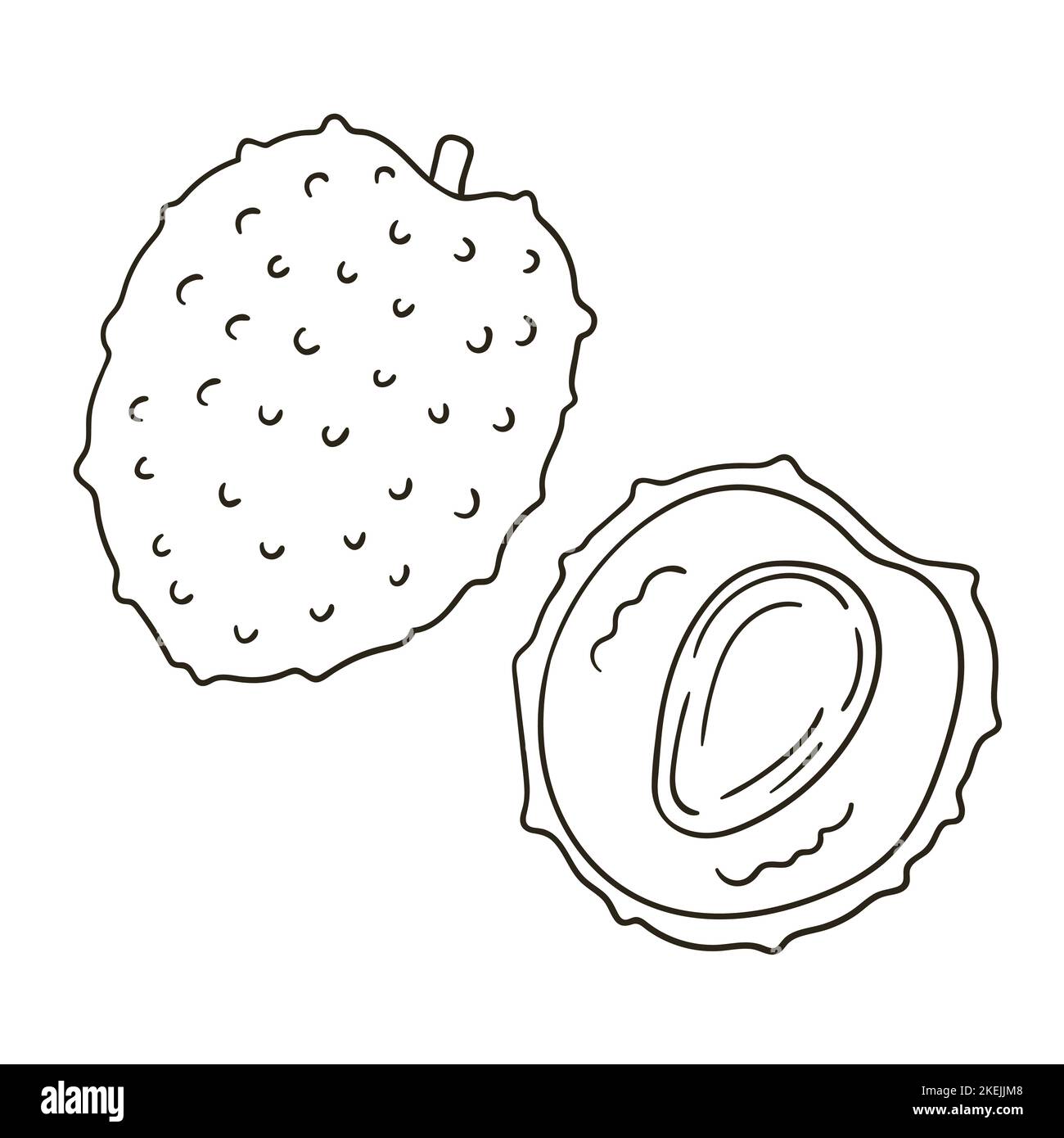 Litchi. Set of vector illustrations in hand drawn style. Coloring ...