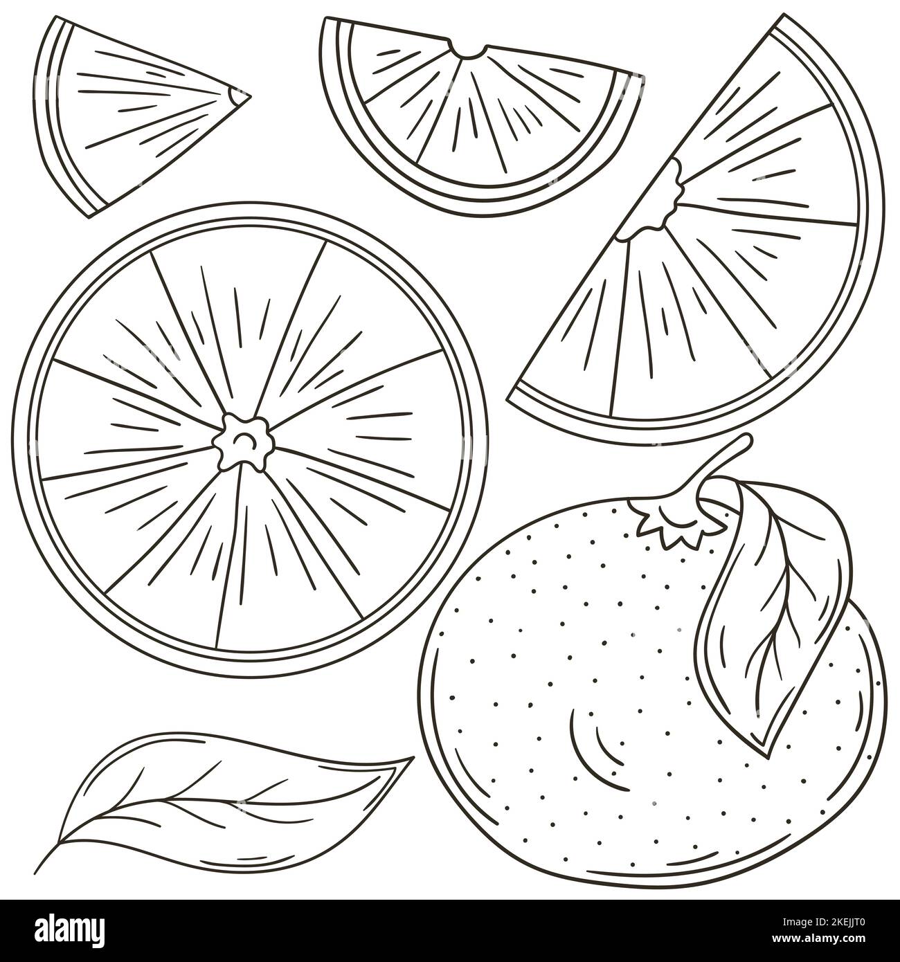 Set of vector illustrations in hand drawn style. Coloring poster with fruits. Grapefruit, red ...