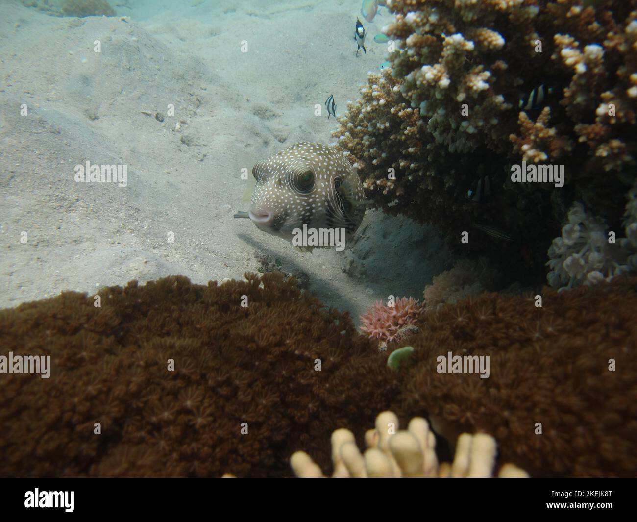 Colorful tropical fish on a coral reef, amazingly beautiful fairy world ...