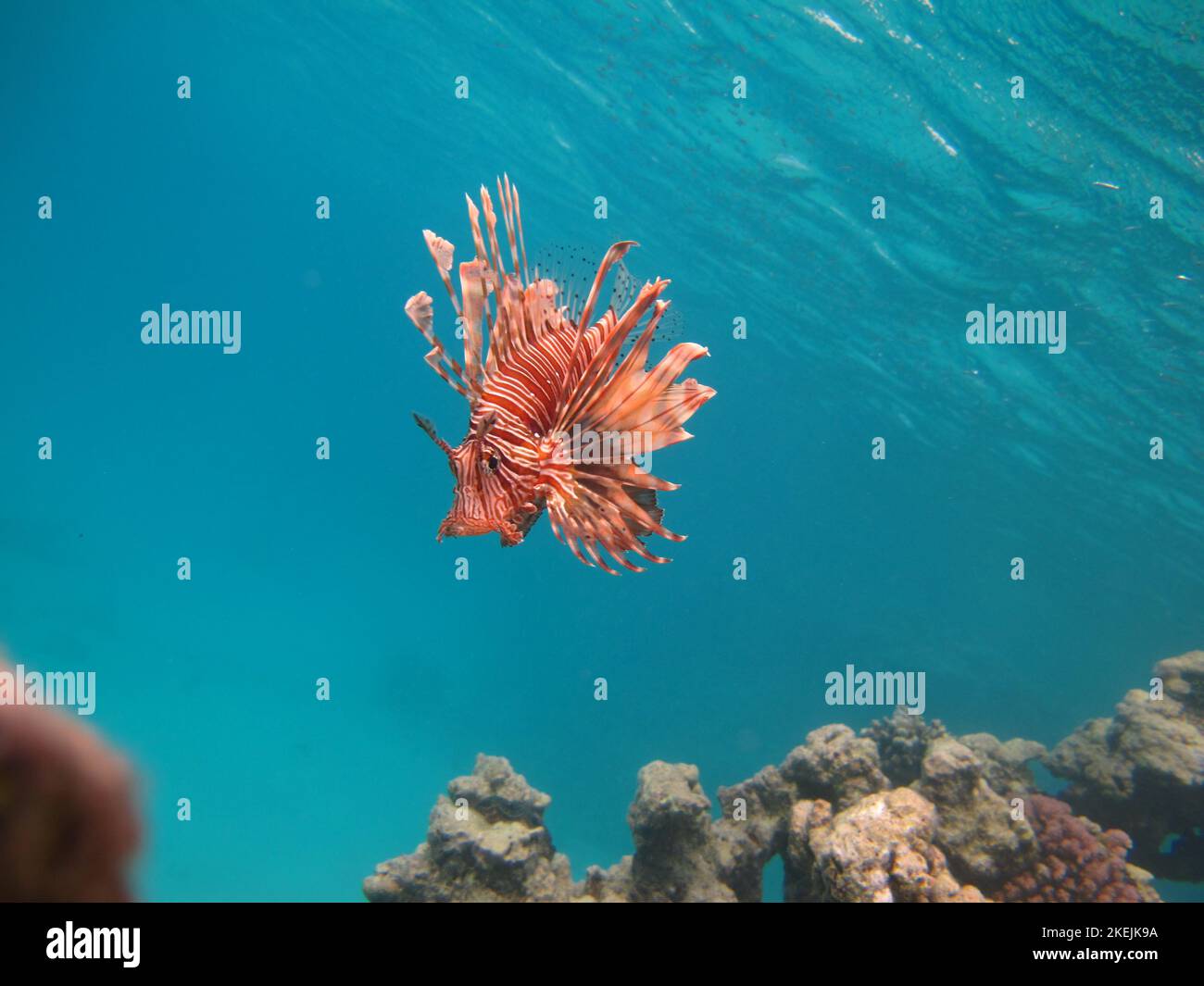 Lion Fish in the Red Sea in clear blue water hunting for food ...