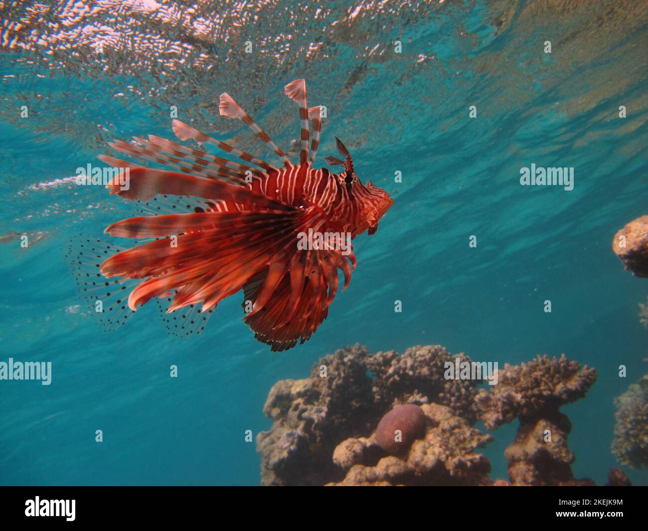 Lion Fish in the Red Sea in clear blue water hunting for food ...