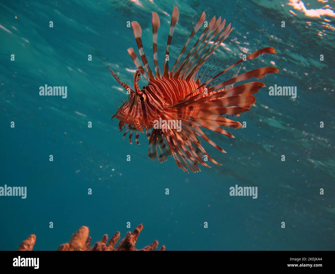Lion Fish in the Red Sea in clear blue water hunting for food ...