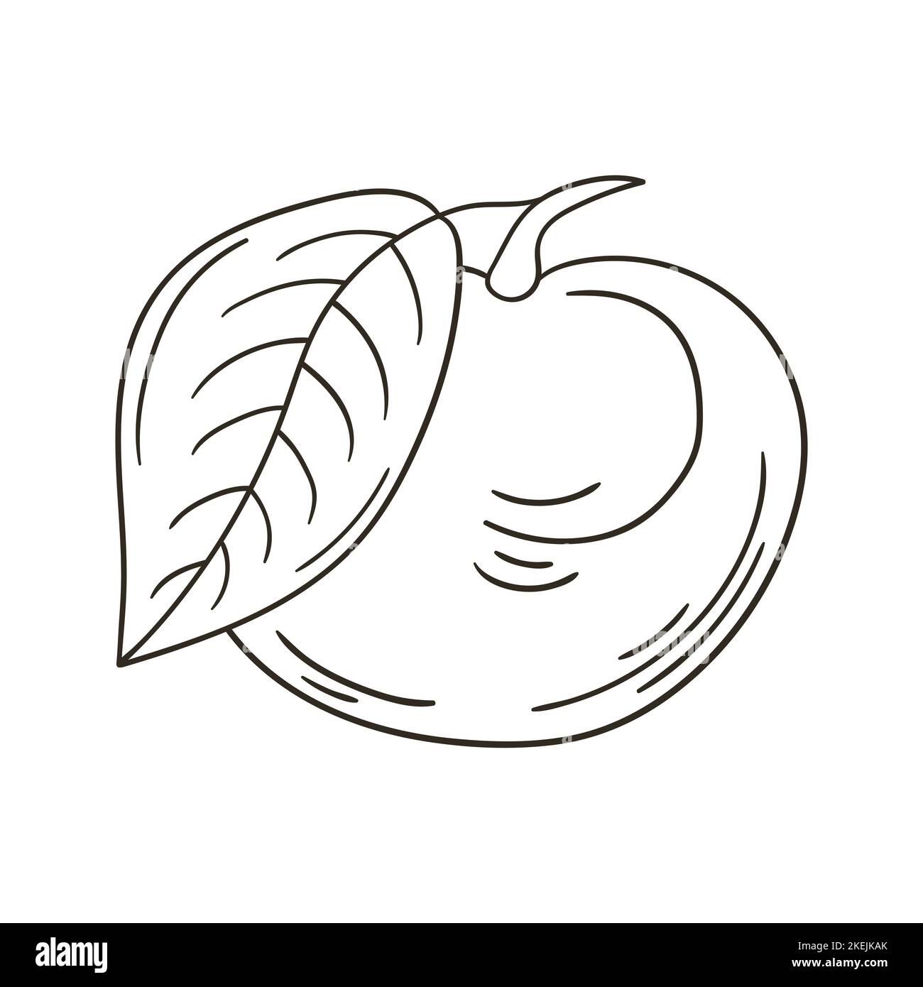 Longan. Coloring in hand drawn style. Children's drawings, exotic fruit ...