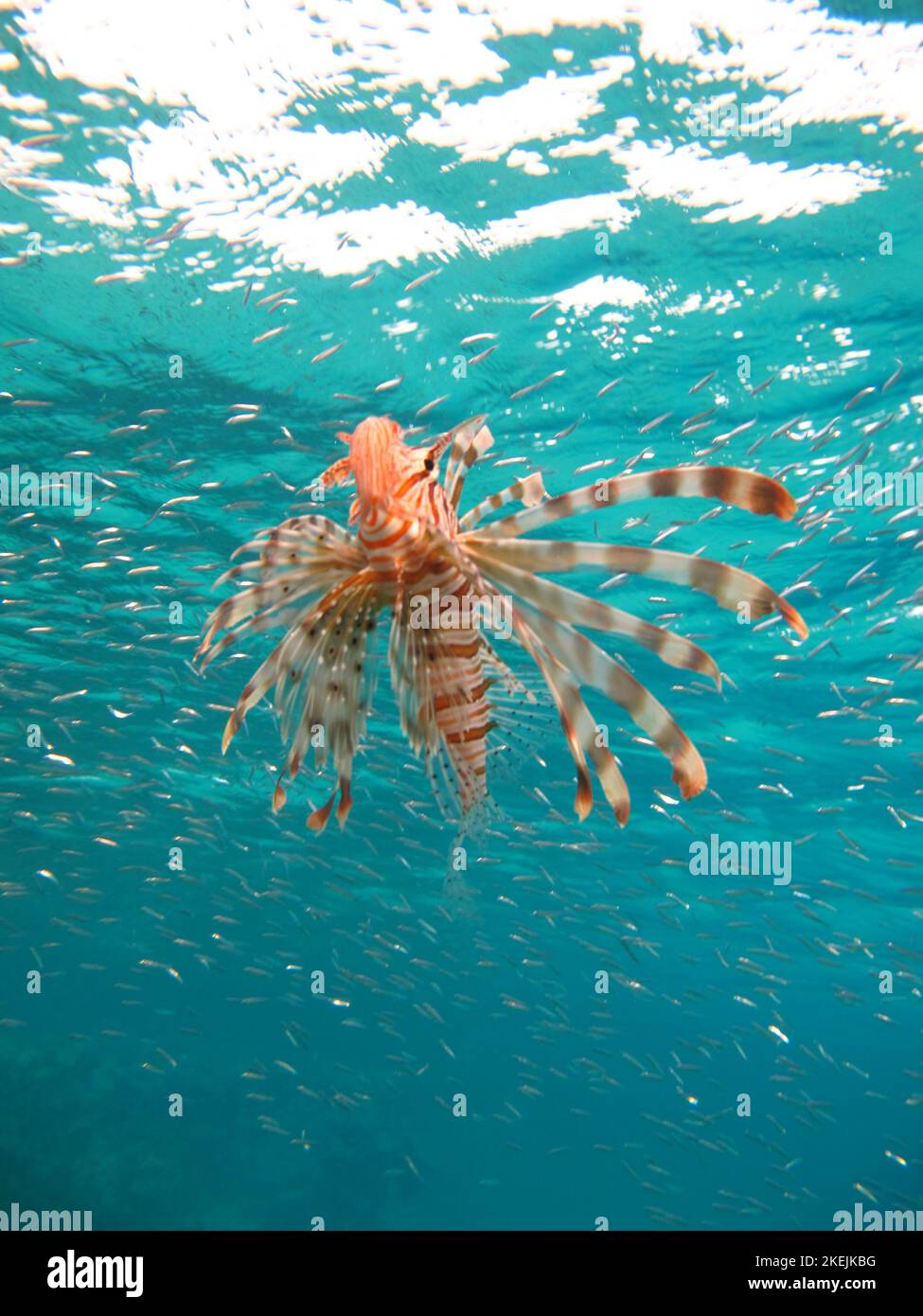 Lion Fish in the Red Sea in clear blue water hunting for food ...