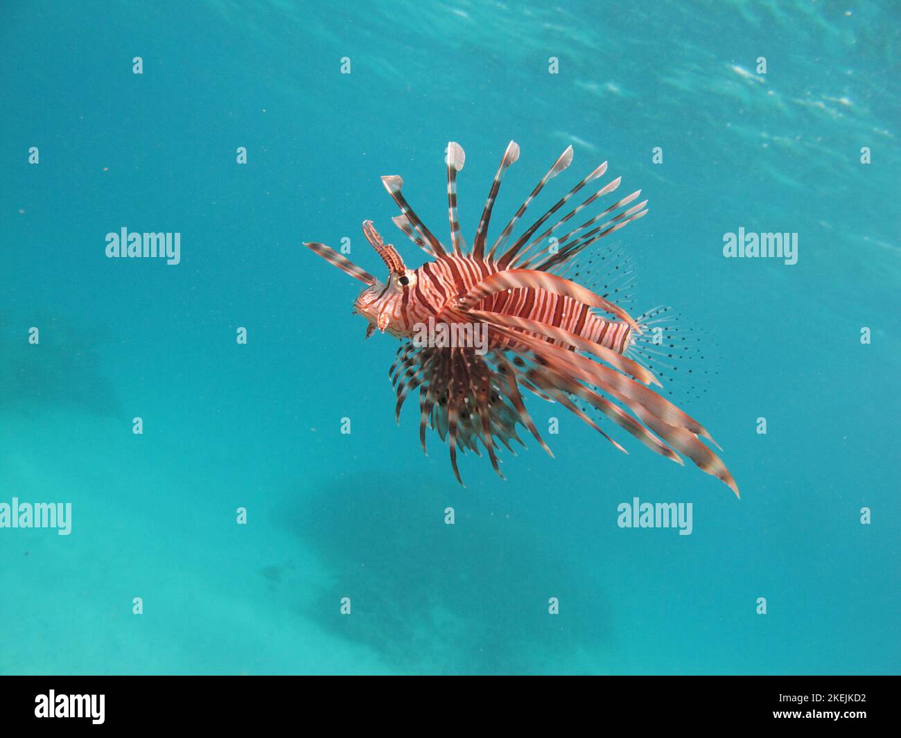 Lion Fish in the Red Sea in clear blue water hunting for food ...
