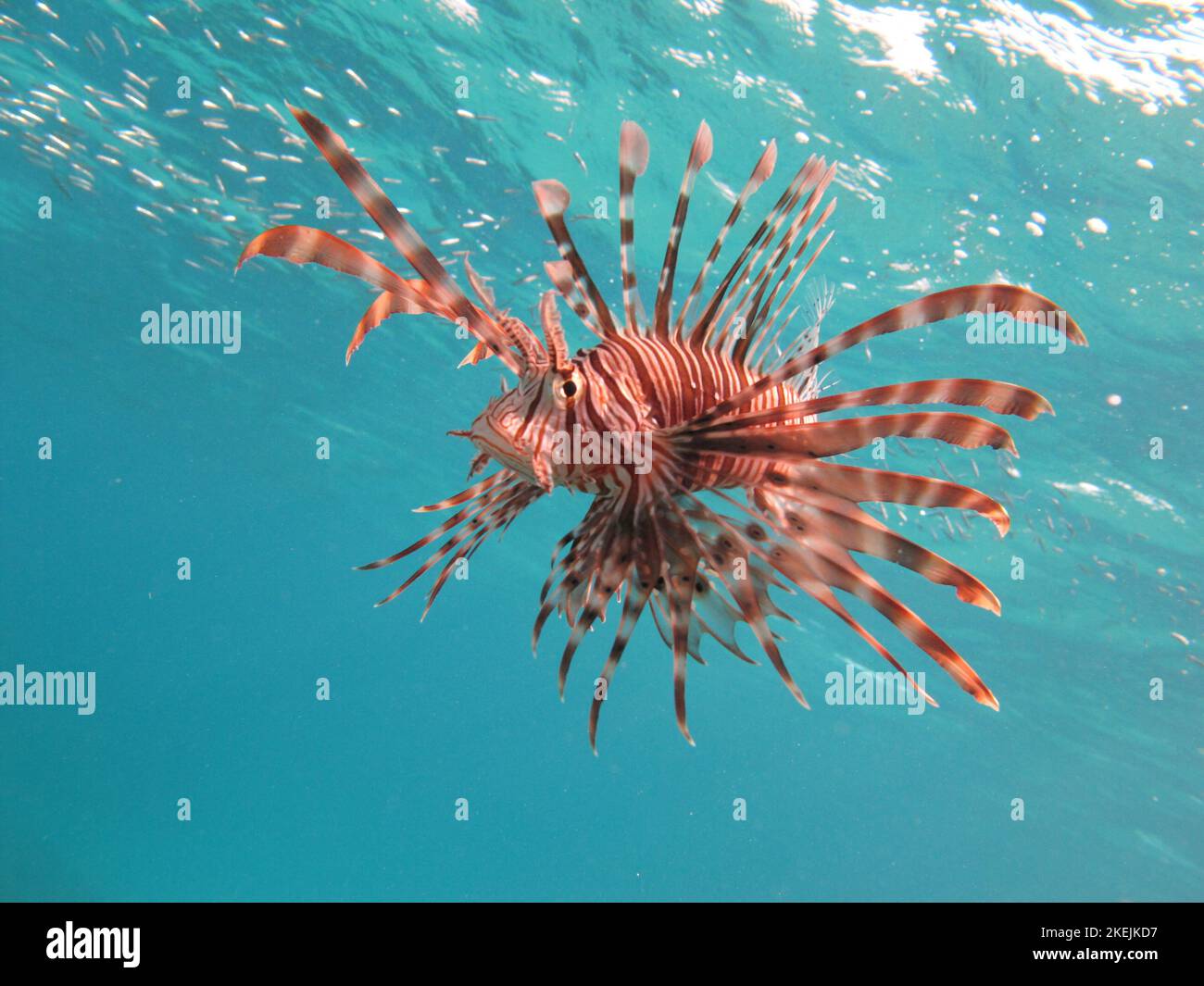 Lion Fish in the Red Sea in clear blue water hunting for food ...