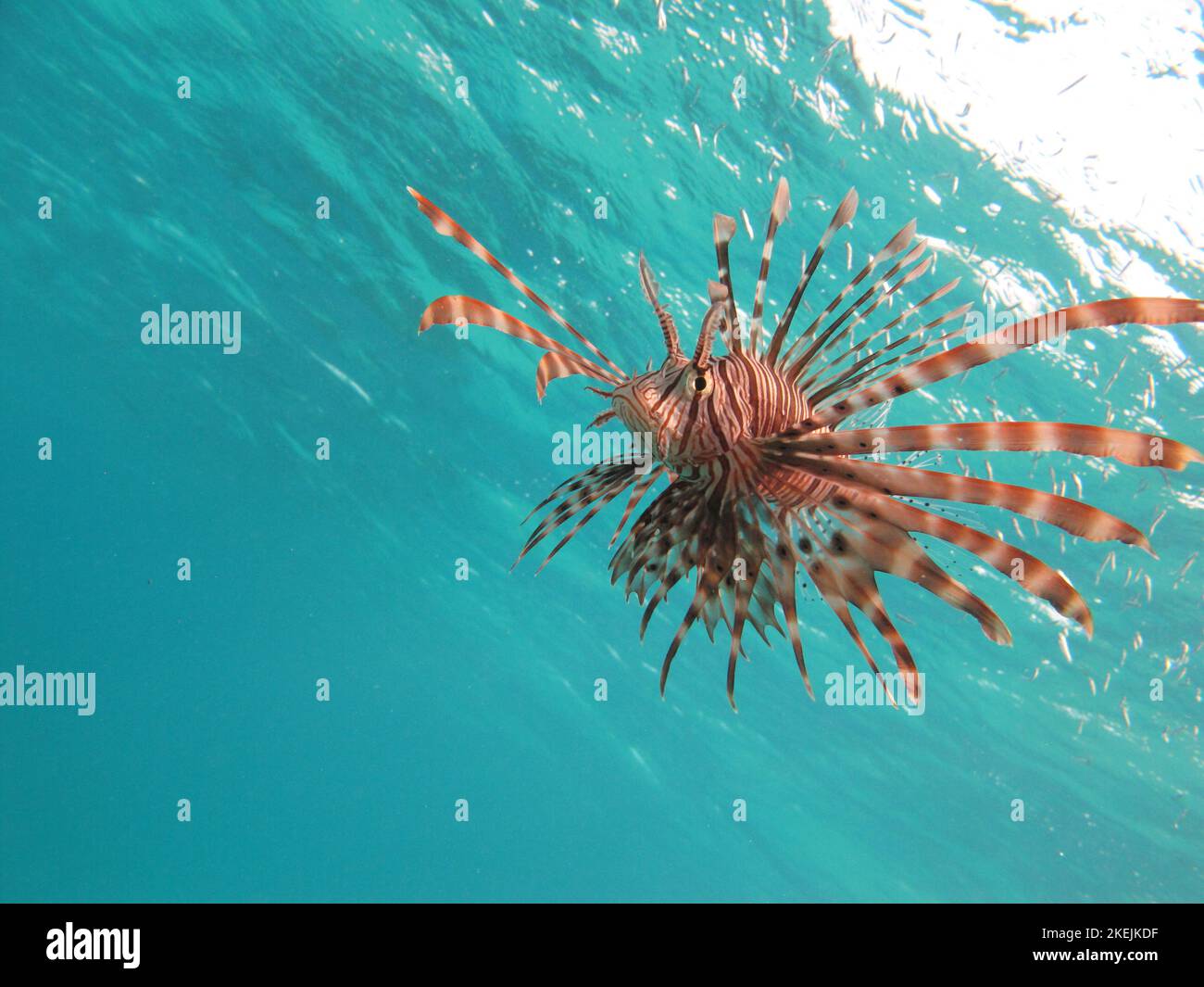Lion Fish in the Red Sea in clear blue water hunting for food ...