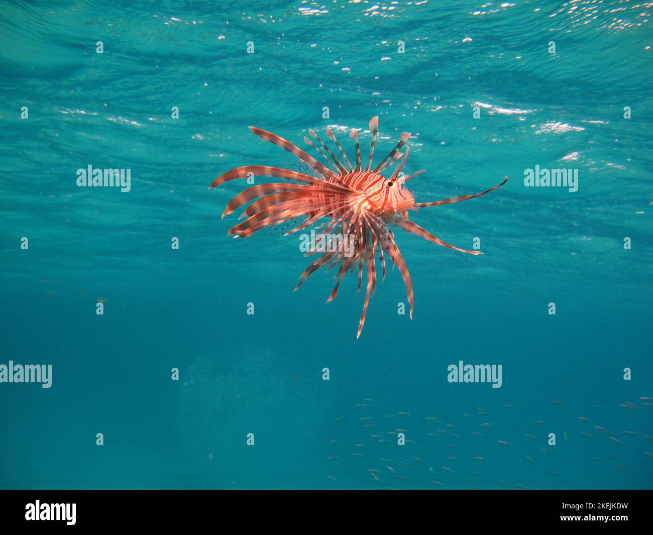 Lion Fish in the Red Sea in clear blue water hunting for food ...